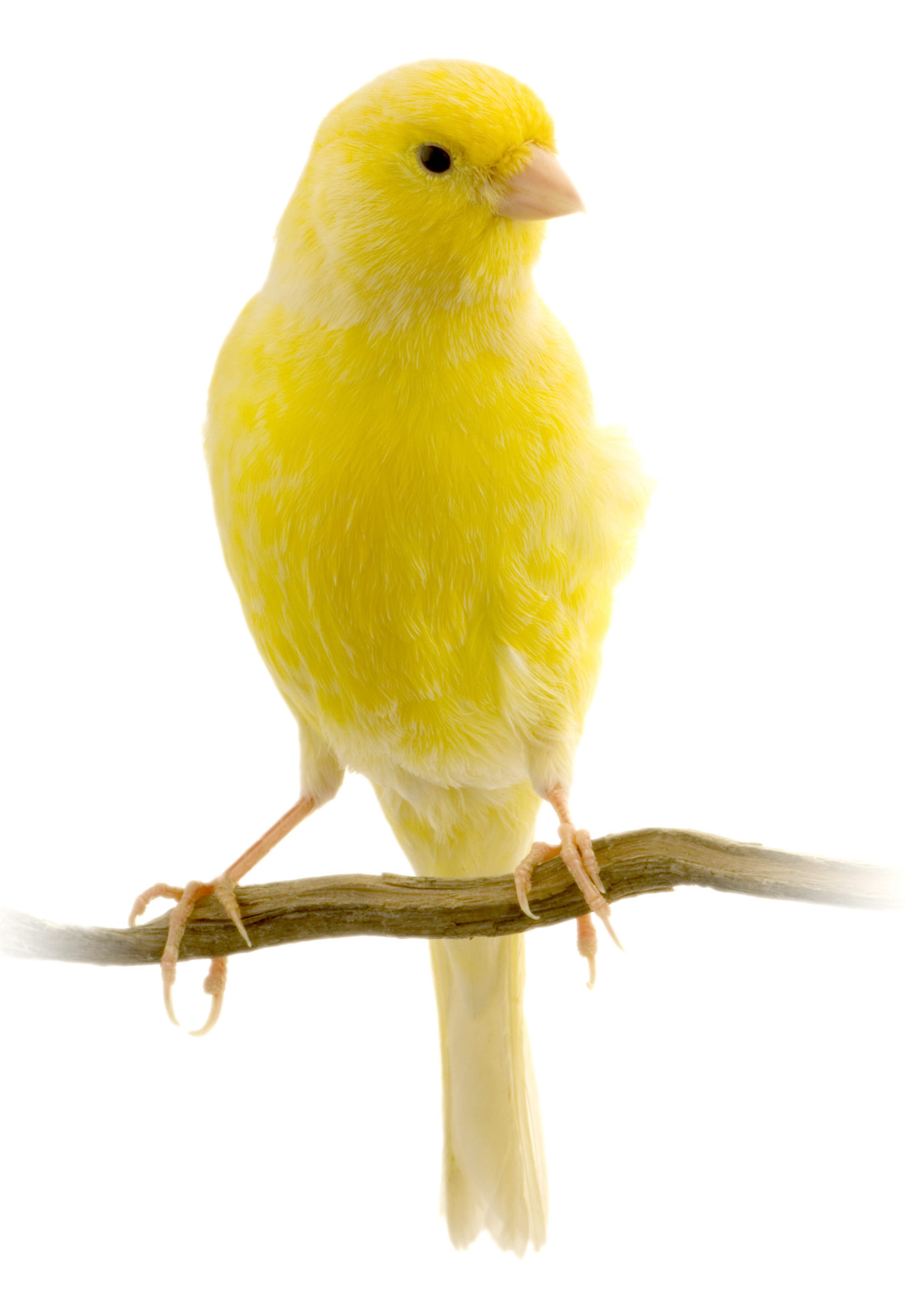 Breeds of Canary's - Songbird Grange